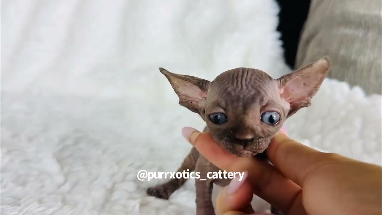 ChocoCharm Princess! Unwrap Joy with our Rare Chocolate Sphynx Baby ...