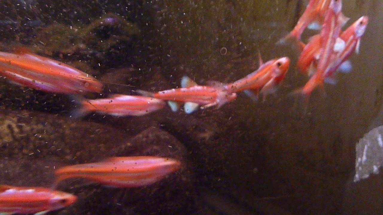 Spawning Rainbow shiners - YouTube