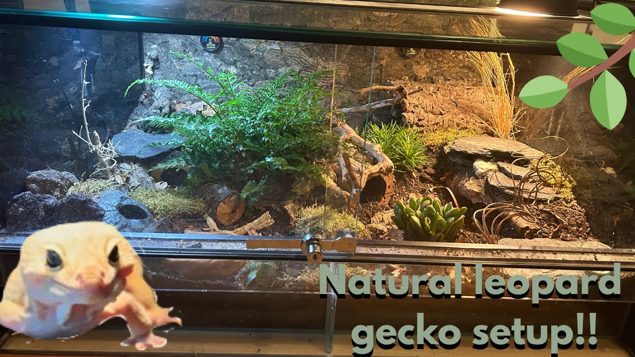 🌿 Natural Leopard Gecko Setup | Real Plants & Natural Materials! - YouTube