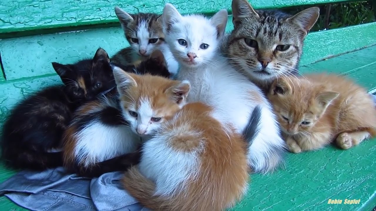 Kitten: 10 of my best videos by Robin Seplut - YouTube