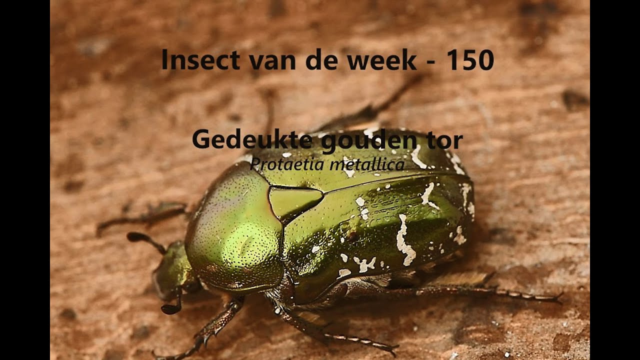 Insect van de Week 150: Gedeukte gouden tor - YouTube