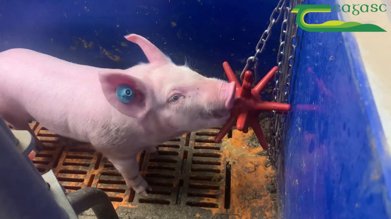 Teagasc Pig Research Facility Update - 29 October - YouTube