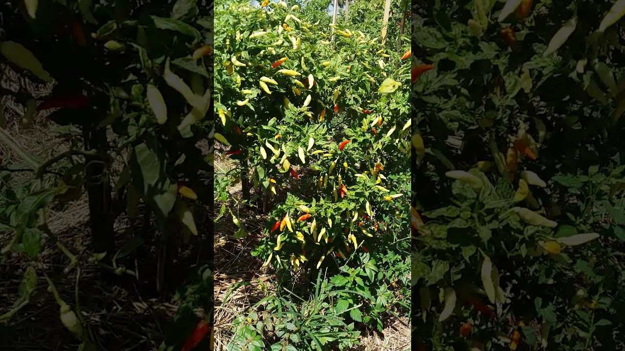 Panen Cabai di Kebun - YouTube