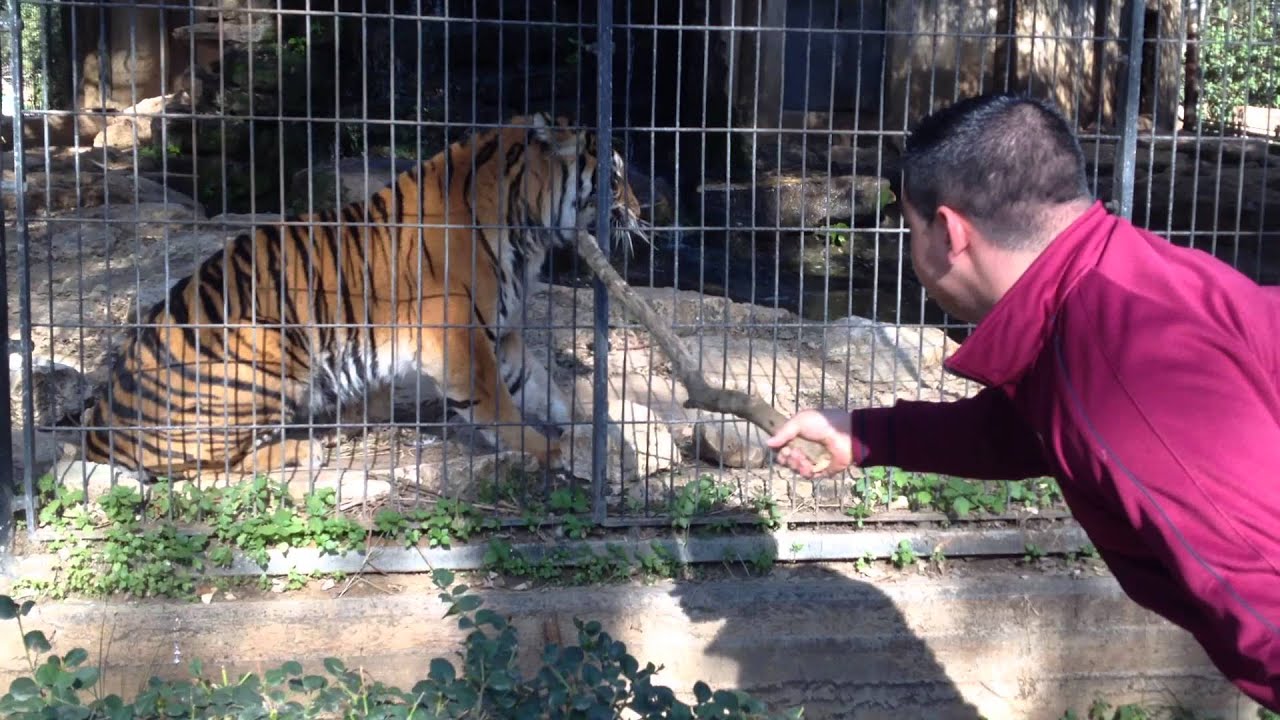 man vs tiger فتى يتحدى نمر - YouTube