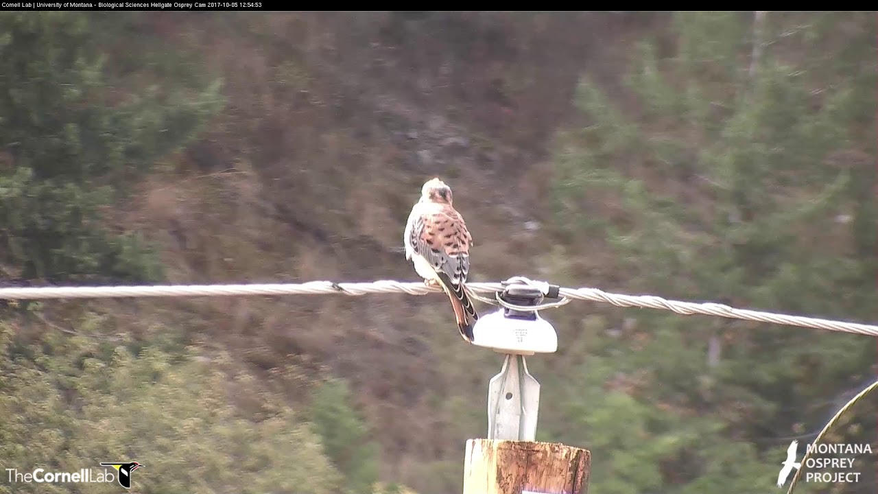 American Kestrel Perched On Telephone Wire – Oct. 5, 2017 - YouTube
