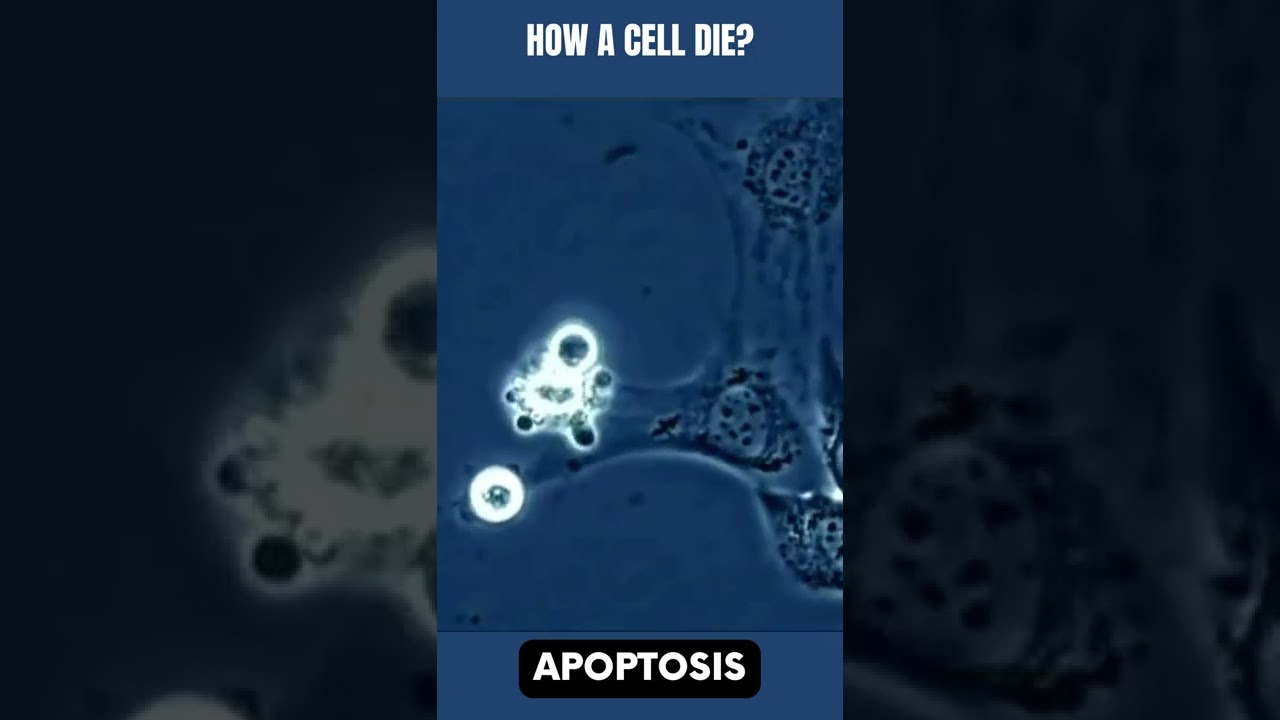 #Cell #death under the #microscope (apoptosis) - YouTube