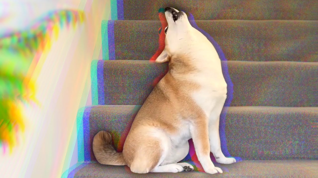 Shiba howling and strange doge noises - YouTube
