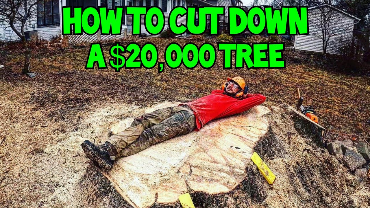 How To Cut Down A 20 000 Tree YouTube How To Cut Down A 20 000 Tree YouTube