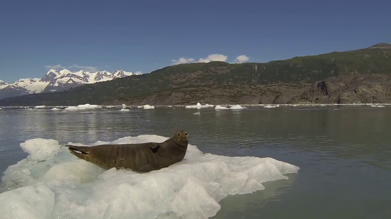 Sea Doggo does a Scream - YouTube