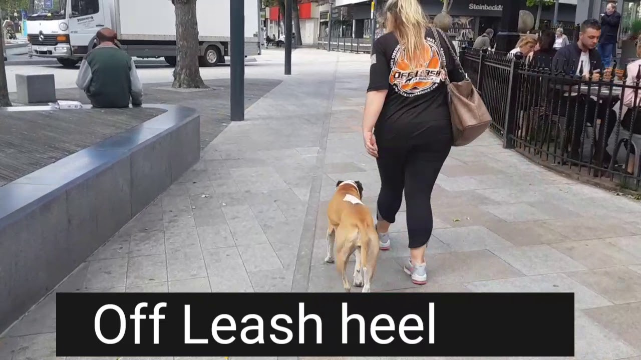 Stunning Staffy Turnaround | Off-Leash K9 Training London - YouTube