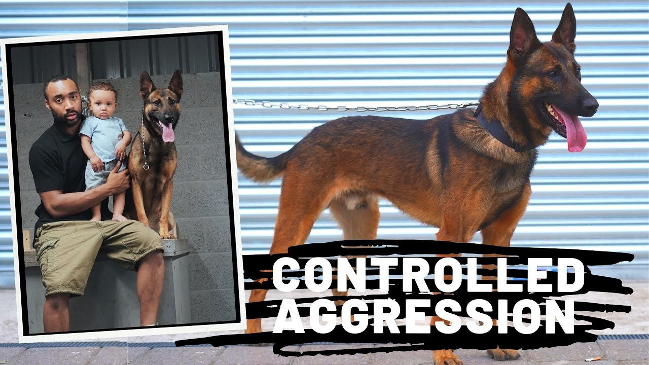 CONTROLLED AGGRESSION | DUTCH SHEPHERD - YouTube