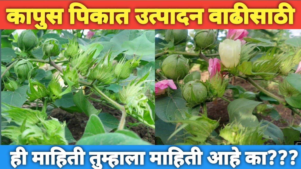 कापुस पिकात उत्पादन वाढीसाठी ही माहिती तुम्हाला माहिती आहे का??? kapus ...