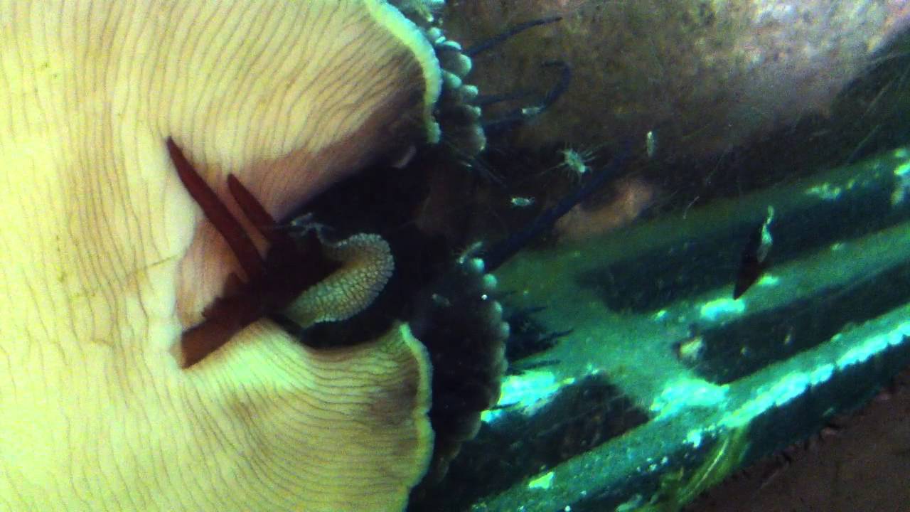 Red Abalone Eating - YouTube