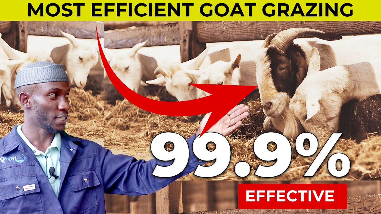 Which Goat Farming System Will Boost Your Profits? Zero Grazing vs ...