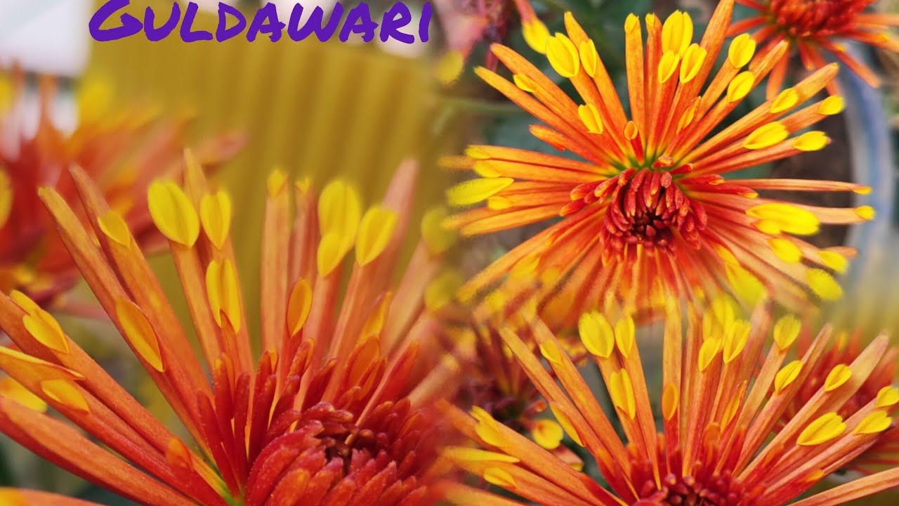 #Guldawari #winter flowering plant#repotting results#youtubevideo - YouTube
