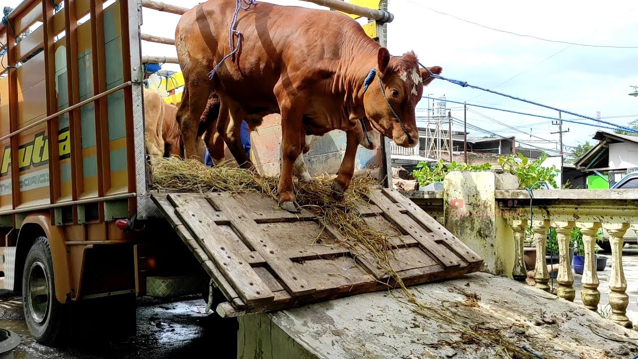 Sapi turun dari mobil truk - YouTube