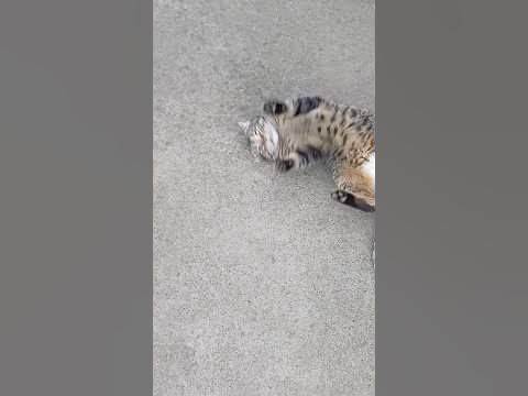 he found remains of catnip #simba #cutecat #cat - YouTube
