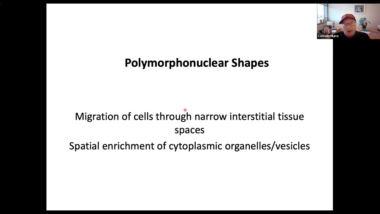 "Building Polymorphonuclear Cells" by Dr. Cornelis Murre - YouTube