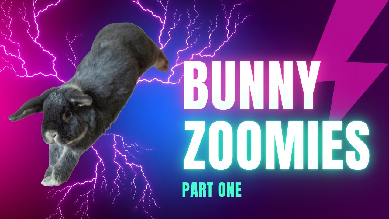 Bunny ZOOMIES Compilation! The Real Life Energizer Bunny! - YouTube