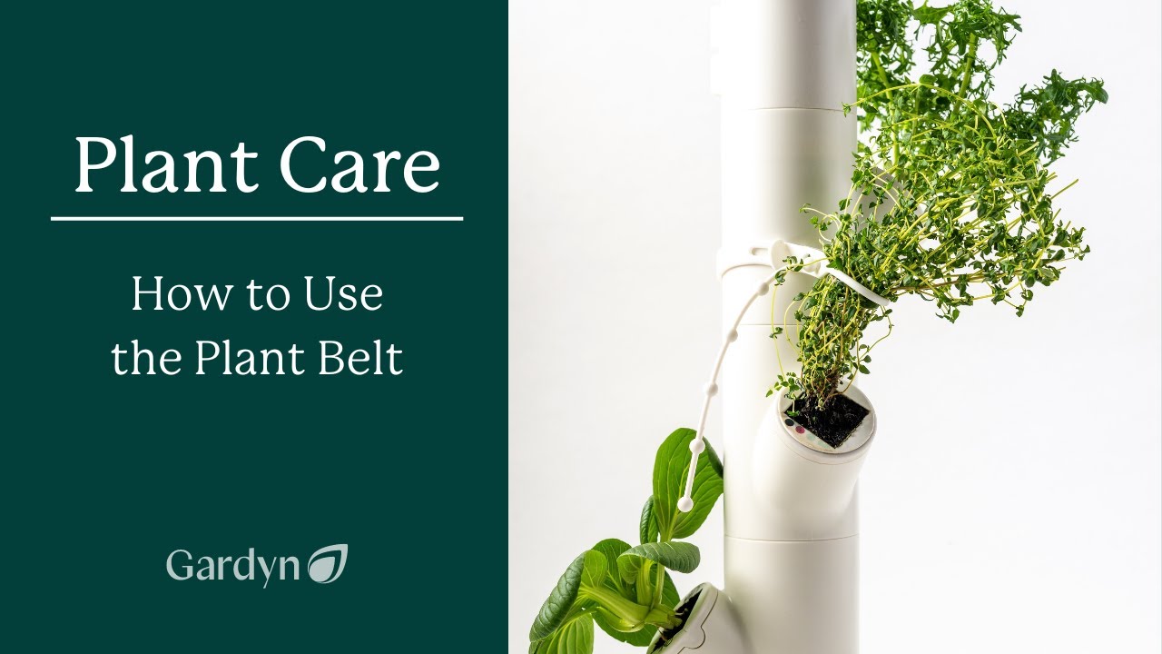How to Use the Plant Belt - YouTube