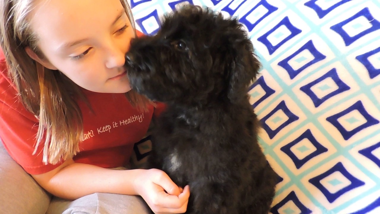 Kerry Blue Terrier Puppy Baron from Celebritypups.com - YouTube