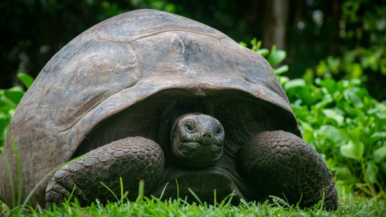 The Ancient Wanderer: Secrets of the Tortoise’s Timeless Journey - YouTube