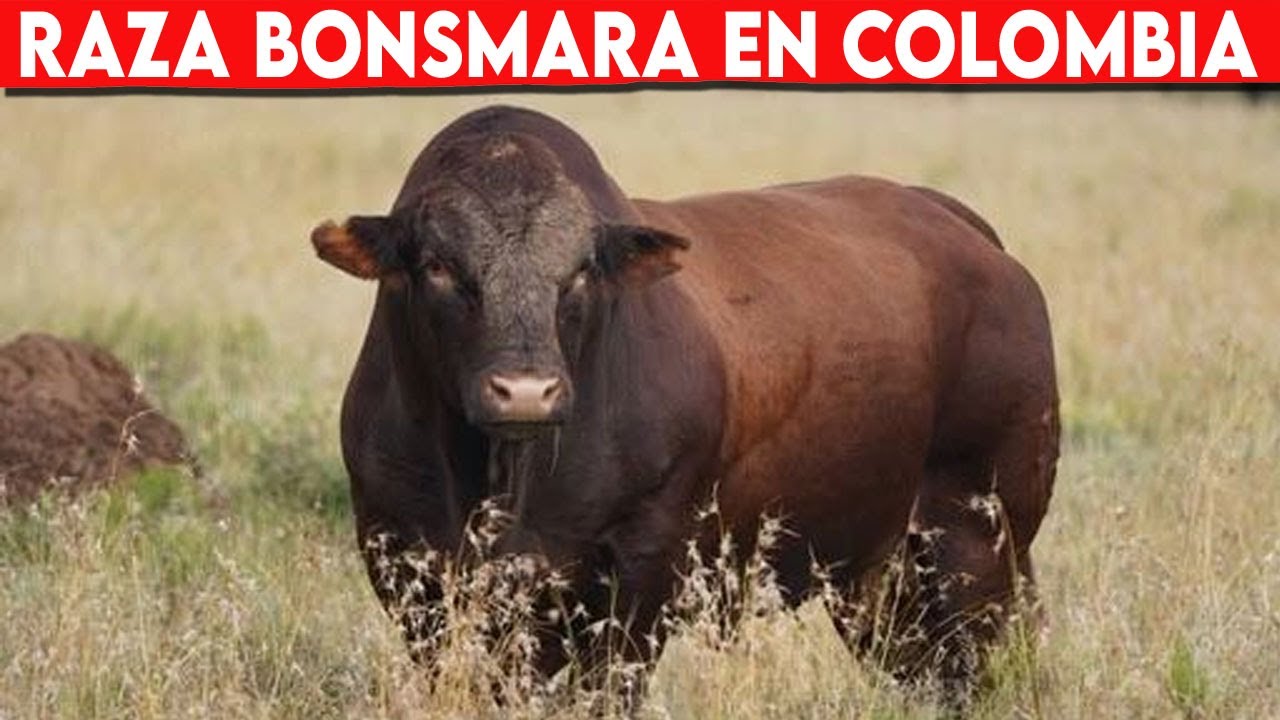 🔴 Raza Bovina BONSMARA En COLOMBIA Bovinos Productores De Carne - YouTube