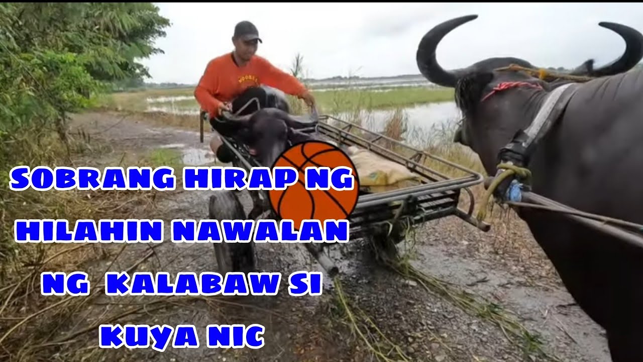 EP,940. sobrang hirap ng hilahin nawalan ng kalabaw si kuya nic - YouTube