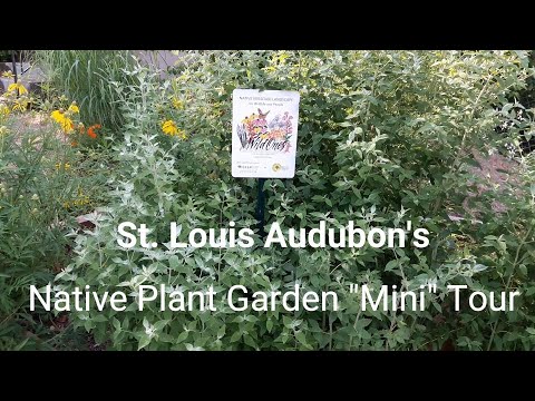 St. Louis Native Plant Garden "Mini" Tour - Pearson - YouTube