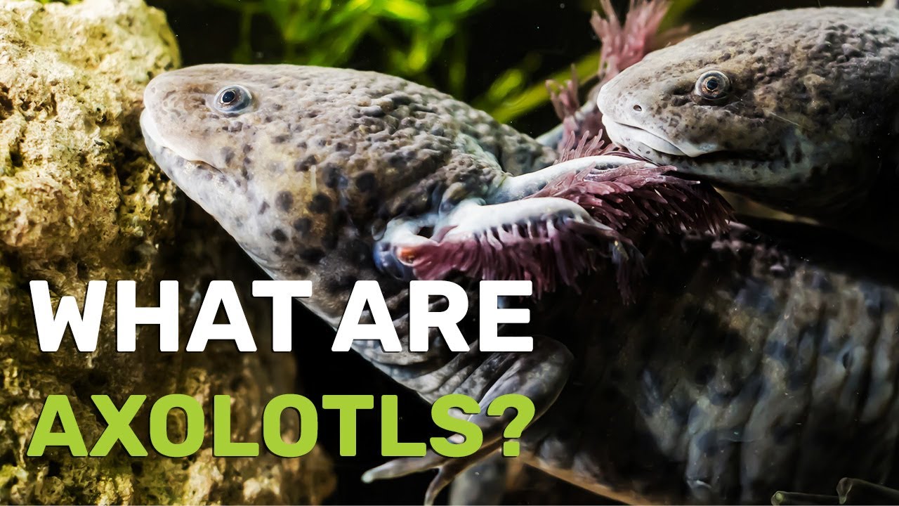 What Are Axolotls? - YouTube