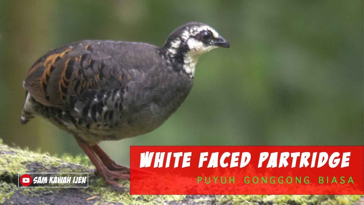 WHITE FACED PARTRIDGE | PUYUH GONGGONG BIASA - YouTube