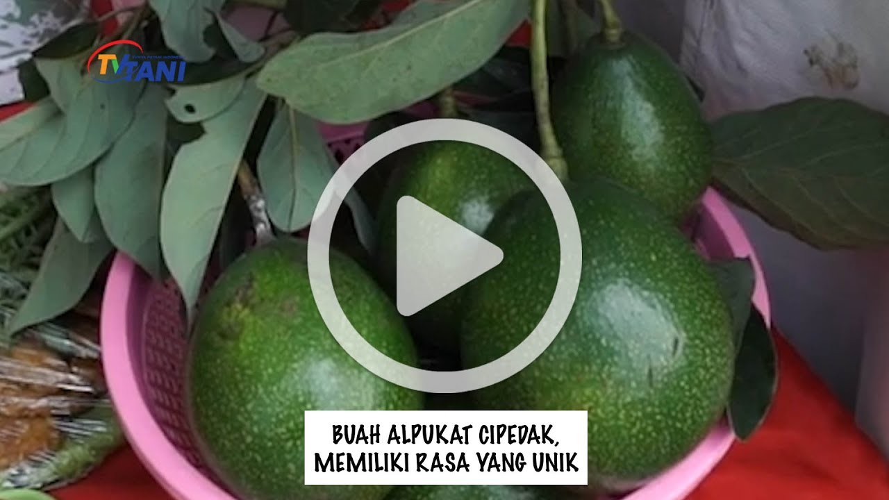 ALPUKAT CIPEDAK, LEGIT, KUNING BEBAS ULAT, ASLI JAKARTA SELATAN - YouTube
