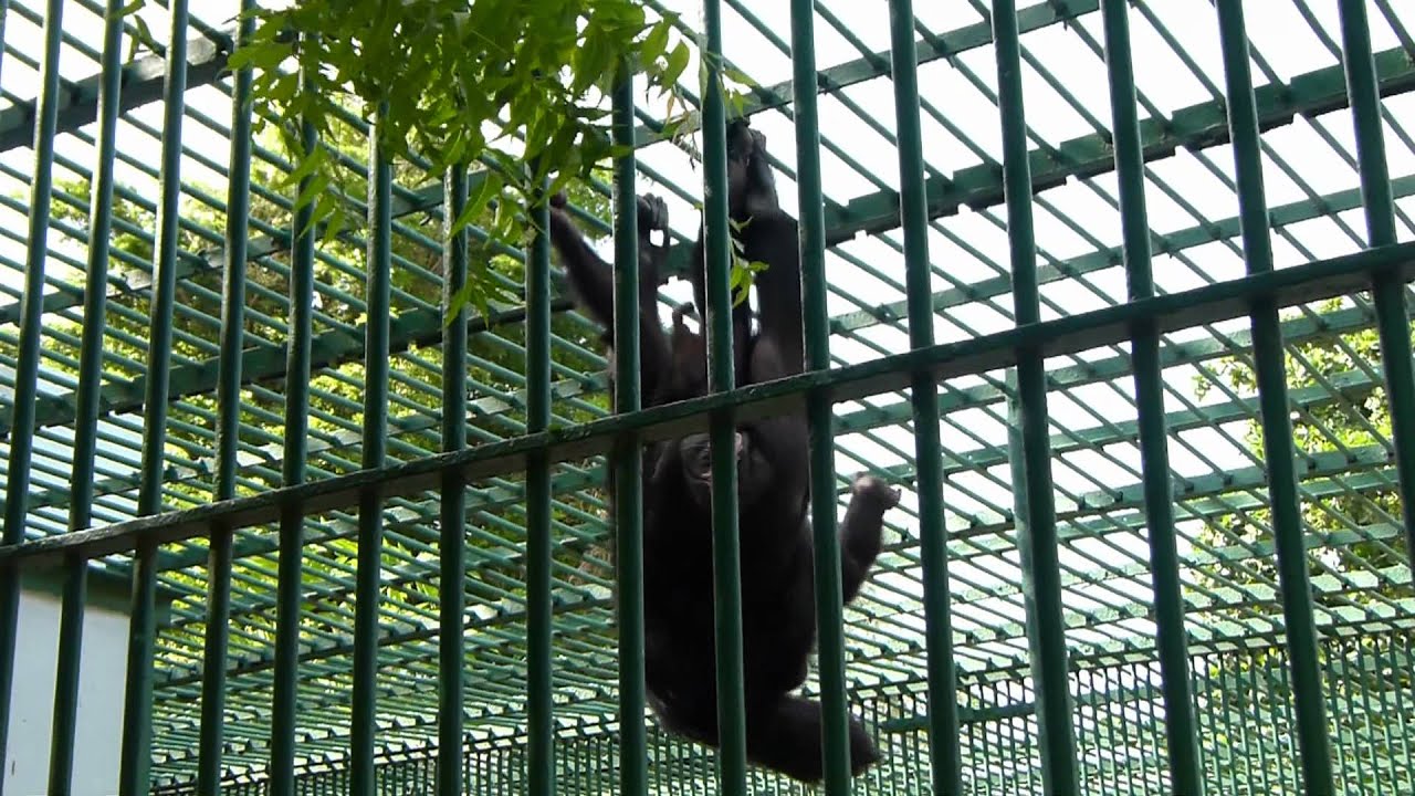 Chimpanzees -Edgar and Sydney playing, Dakar Zoo, Senegal Hilda Tresz ...