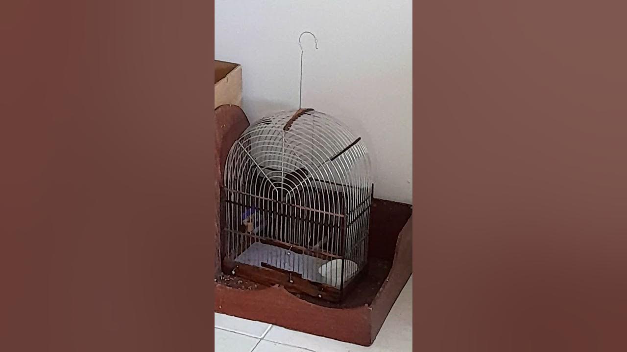 jongmang picolet / te koop - YouTube