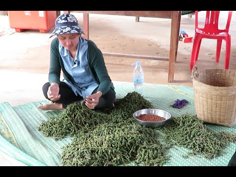 Pepper & Durian Plantation at Kampot Province - YouTube