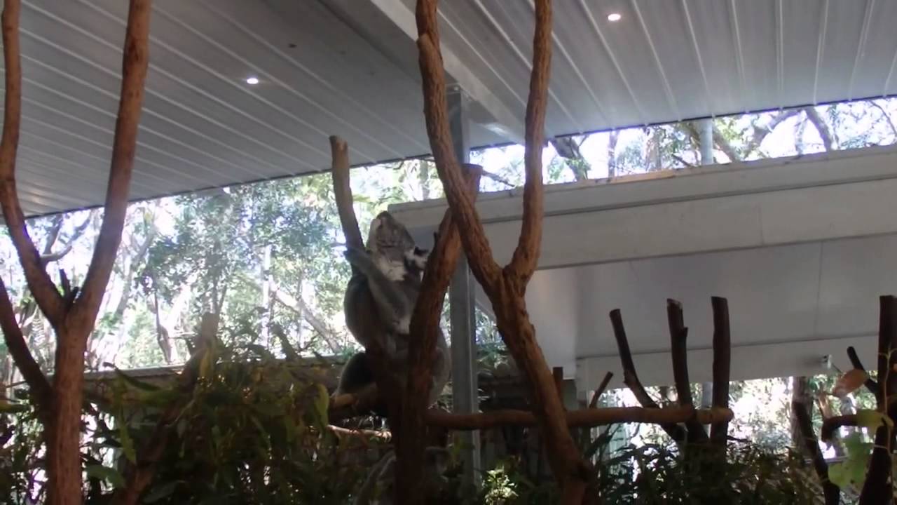 Koala doing strange noise - YouTube