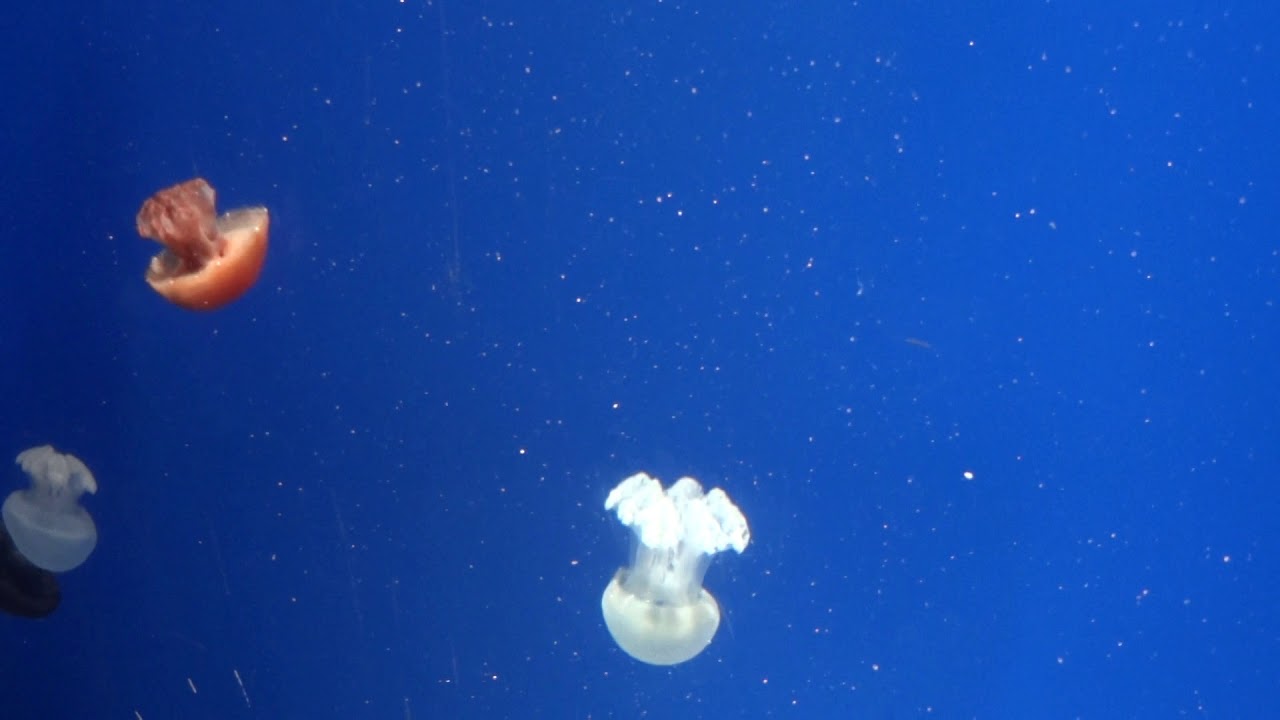 Jellyfish - Phylum Cnidaria - YouTube