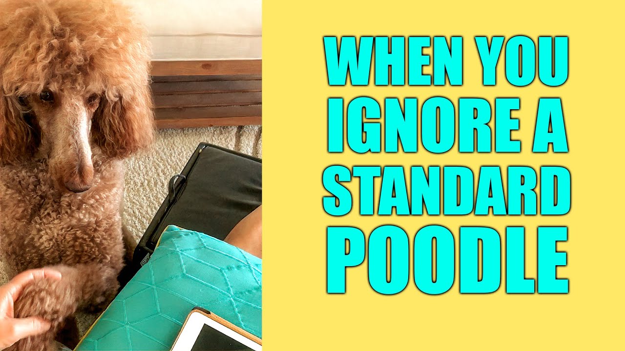 What Happens When You Ignore A Standard Poodle Begging For Dinner - YouTube