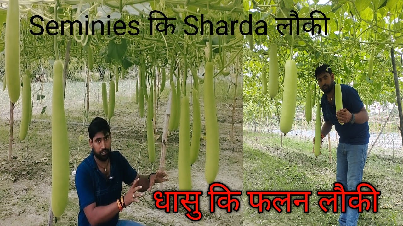 लौकी कि खेती l गजब का फलन शारदा कद्दु lCultivation of bitter gourd l ...