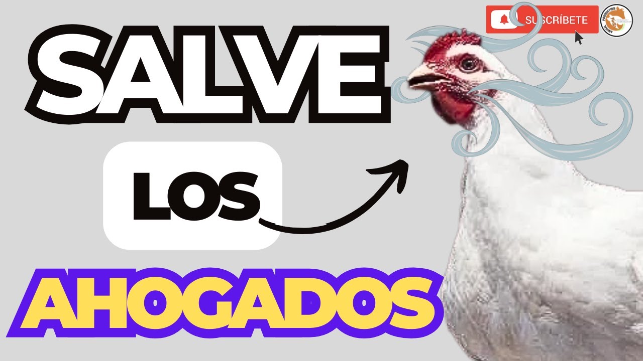😱 ¿Por Qué se AHOGAN Los POLLOS de ENGORDE? 😎 - YouTube