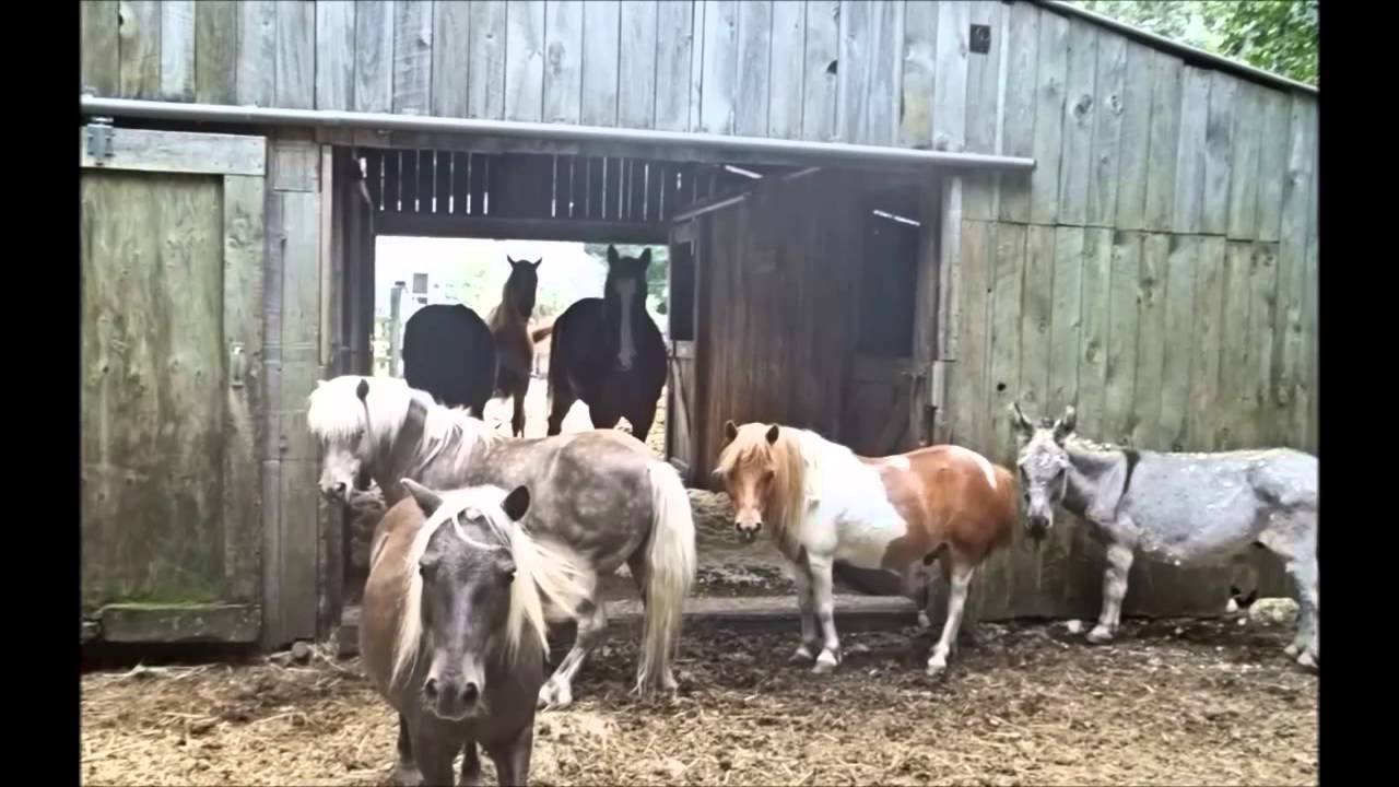 PENZANCE Equine Integrative Solutions - YouTube