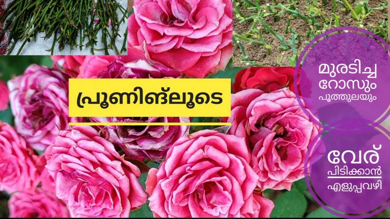 Rose Plant Growing Tips | Rose Pruning in slow motion | Rose Rooting ...