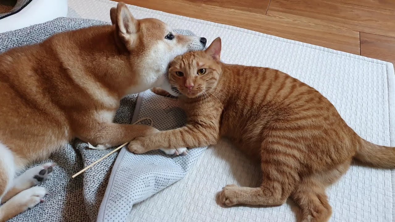 Shiba inu playing with orange cat - YouTube