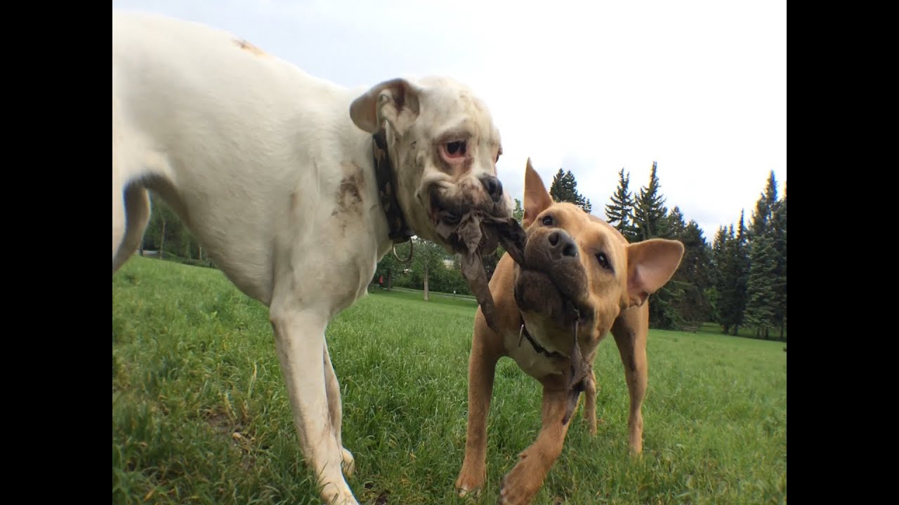 Boxer Fights Amstaff - #21 from White Boxer Puppy Story - YouTube