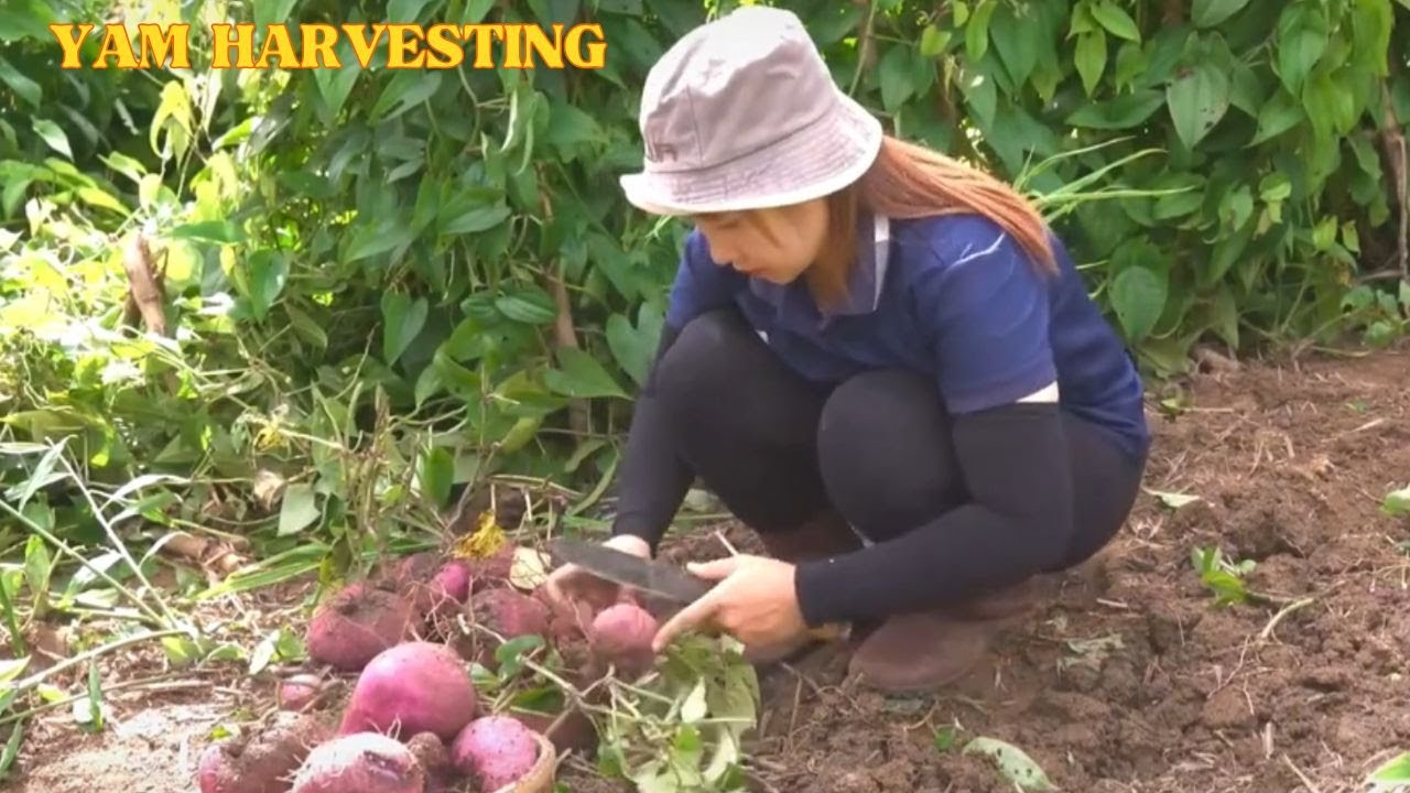 Yam cultivating and Harvesting |King yam |How to grow Yam |Yam ...
