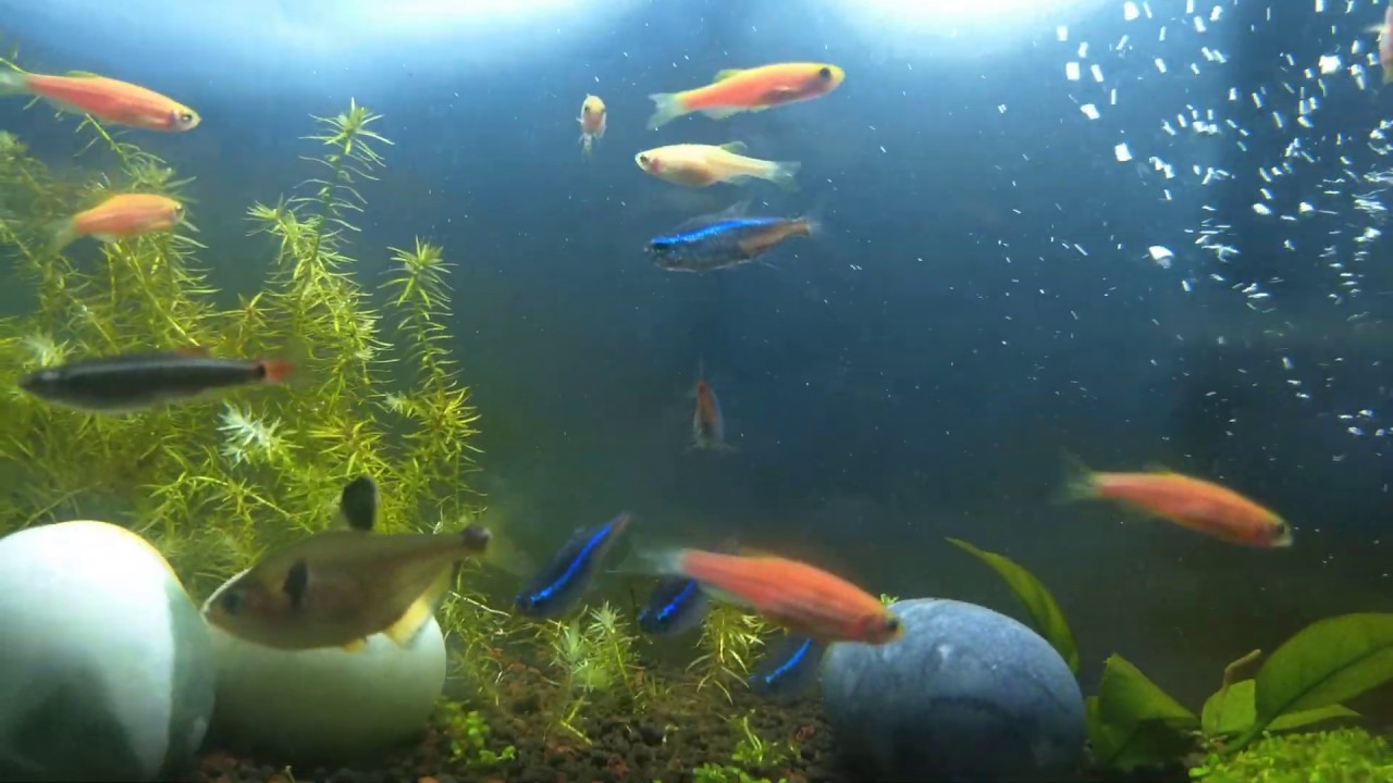 Planted aquarium with zebra orange danio and neon tetra - YouTube