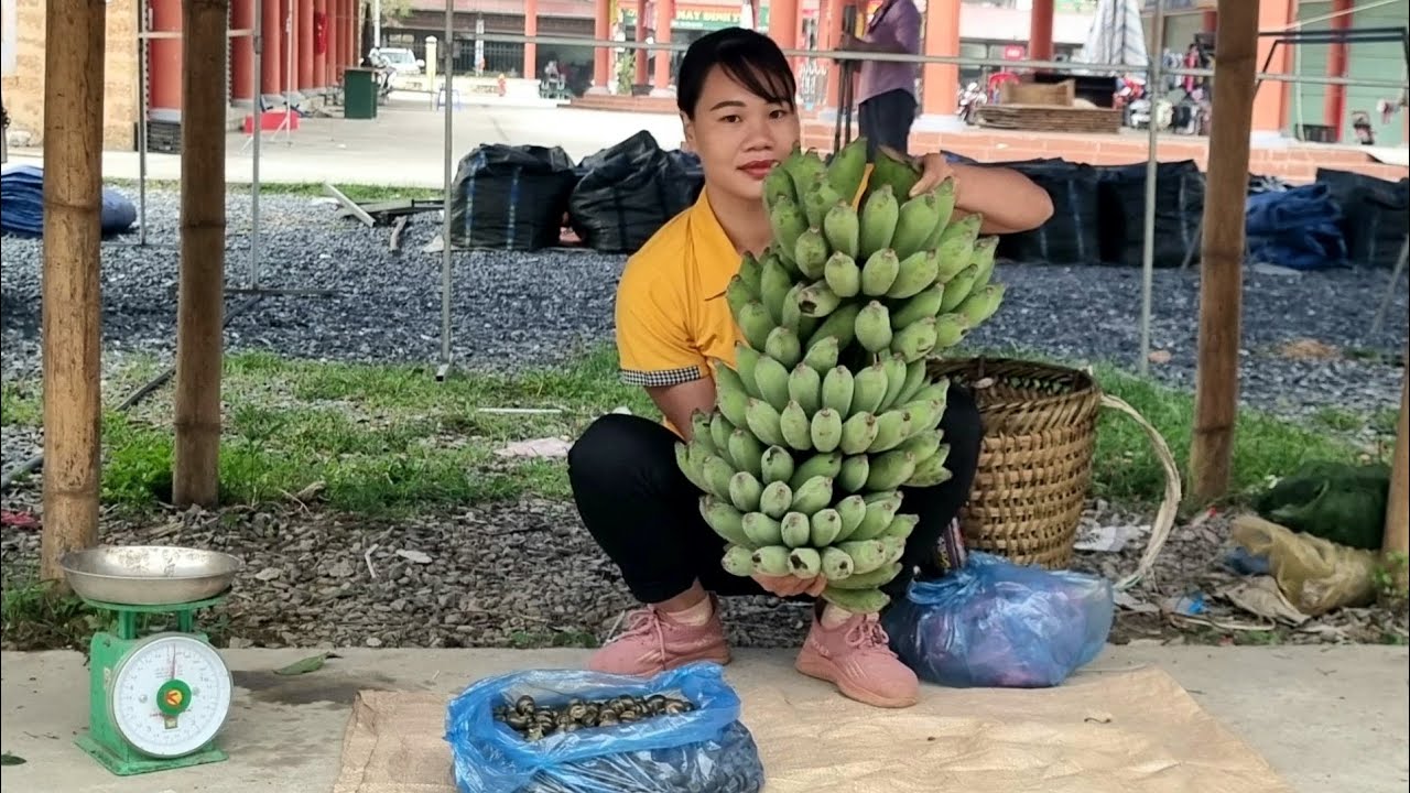 How to let freshwater fish mate, harvest snails to bring to the market ...
