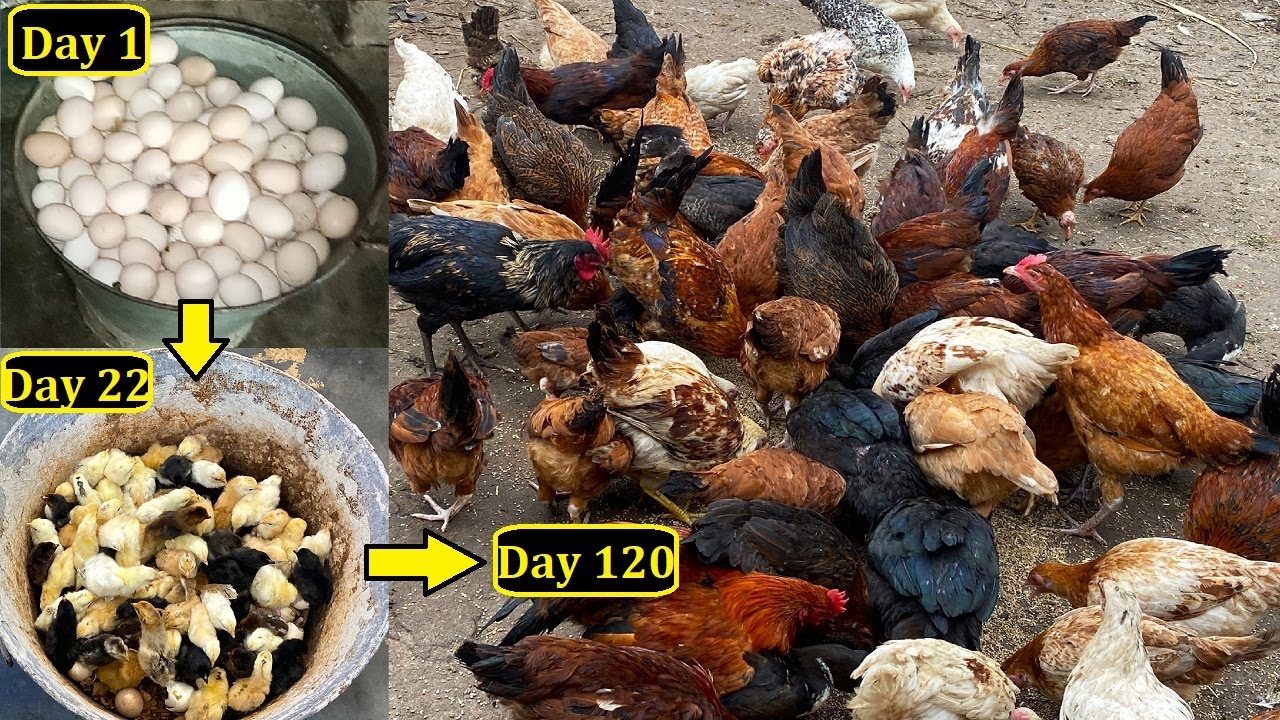 Chicks growth Day 1 ( Eggs ) To 4 Month Adult - Time lapse - YouTube