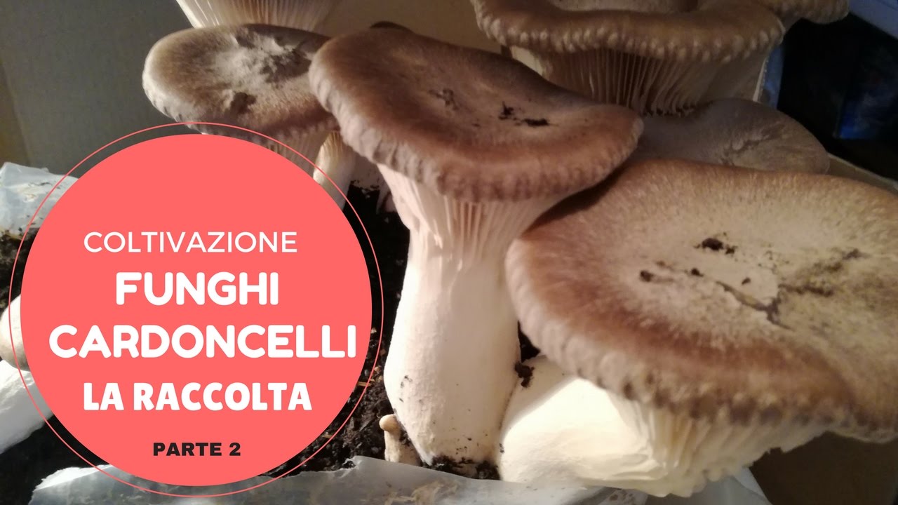 Funghi cardoncelli - La raccolta - YouTube