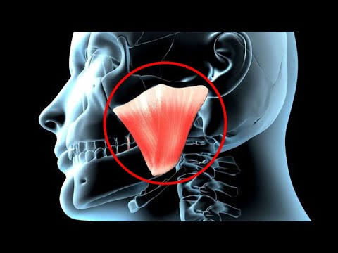 Scientists discover a new body part in the human jaw - YouTube